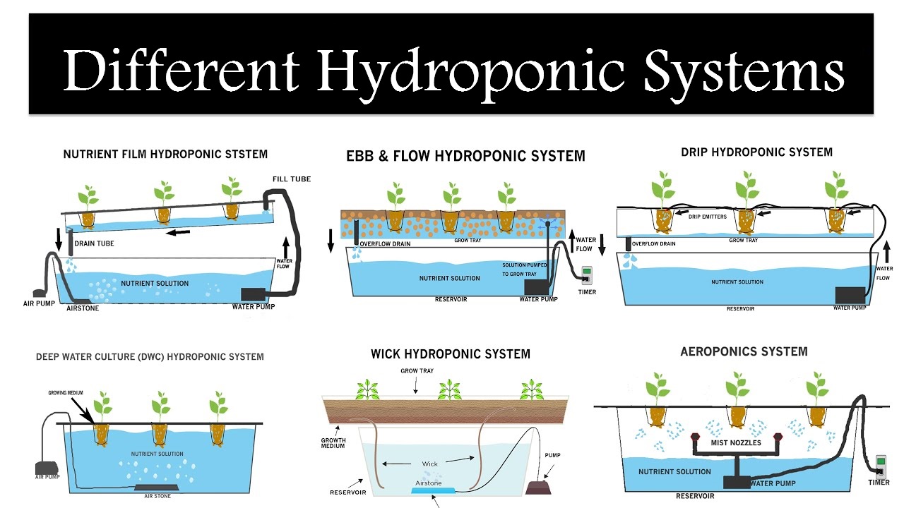 Best Hydroponic Systems Revealed: Elevate Your Harvest